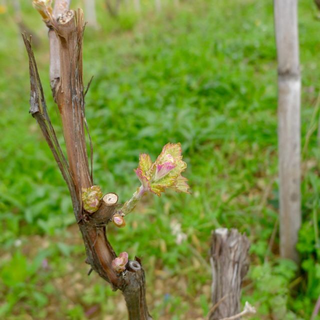 Cinque terre wine tour and tasting with the somelier - Final Thoughts