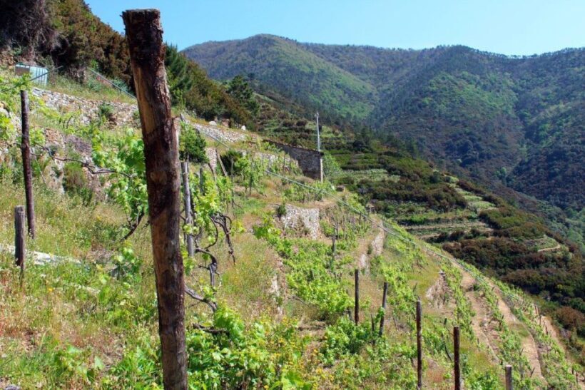 Cinque terre wine tour and tasting with the somelier - FAQ