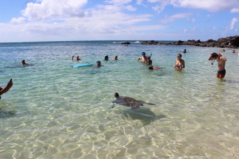 Circle Island: Swim with Turtles and Explore Paradise Oahu - The Sum Up