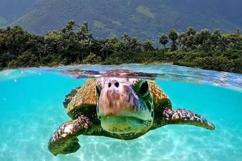 Circle Island: Swim with Turtles and Explore Paradise Oahu - FAQs