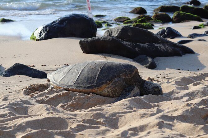 Circle Island Tour with Snorkeling & Turtles - A Deep Dive into the Oahu Circle Island Tour