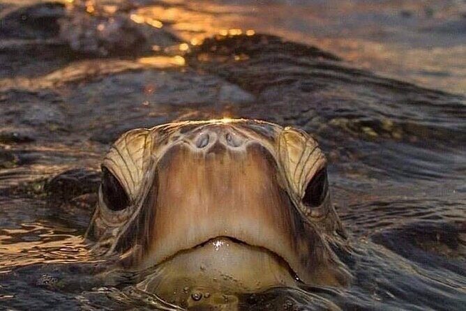 Circle Island tours - swim with turtles,Private & Small Group Tours - Why This Tour Stands Out