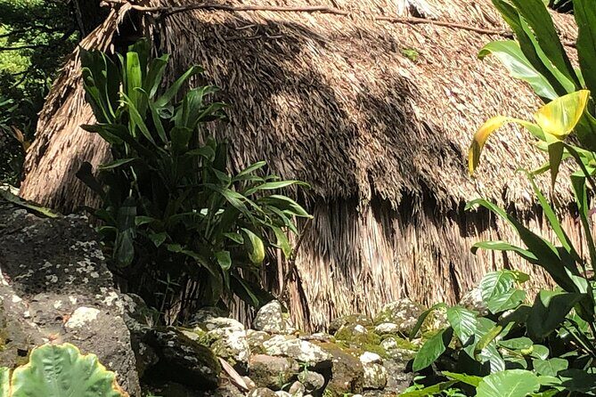 Circle Island tours - swim with turtles,Private & Small Group Tours - Who Should Consider This Tour?