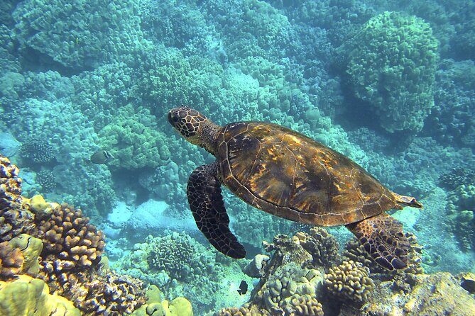 Circle Oahu Island Private Tour with Daily Chauffeur - Final Thoughts