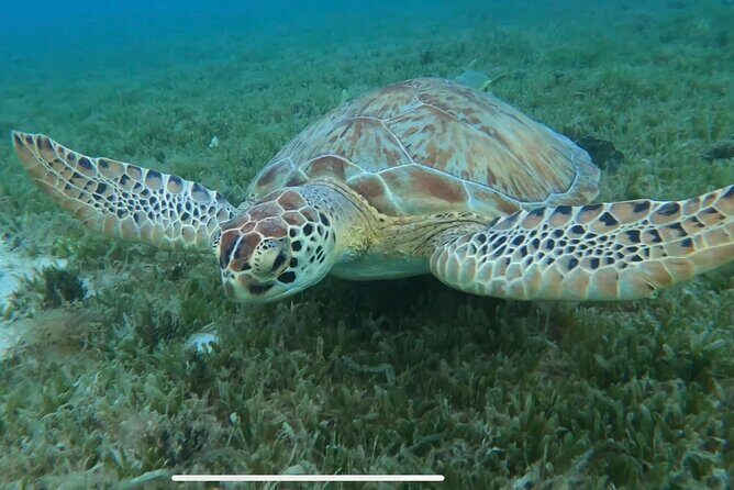 Circle the Island of St. John | Lunch stop at Lime Out (Taco Boat) - Analyzing the Value