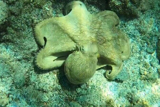 Circle the Island of St. John | Lunch stop at Lime Out (Taco Boat) - FAQ