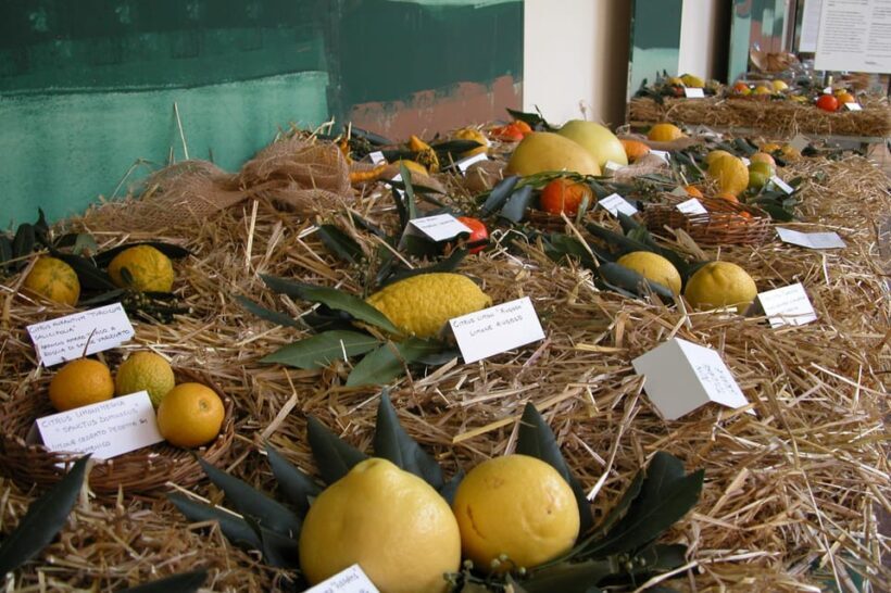 Cisternino: Journey among the fruit trees - A Close Look at the Tour Experience