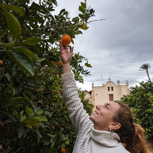 Citrus Treasures: Exploring Valencia's Orange Grove - A Deep Dive into the Orange Grove Experience