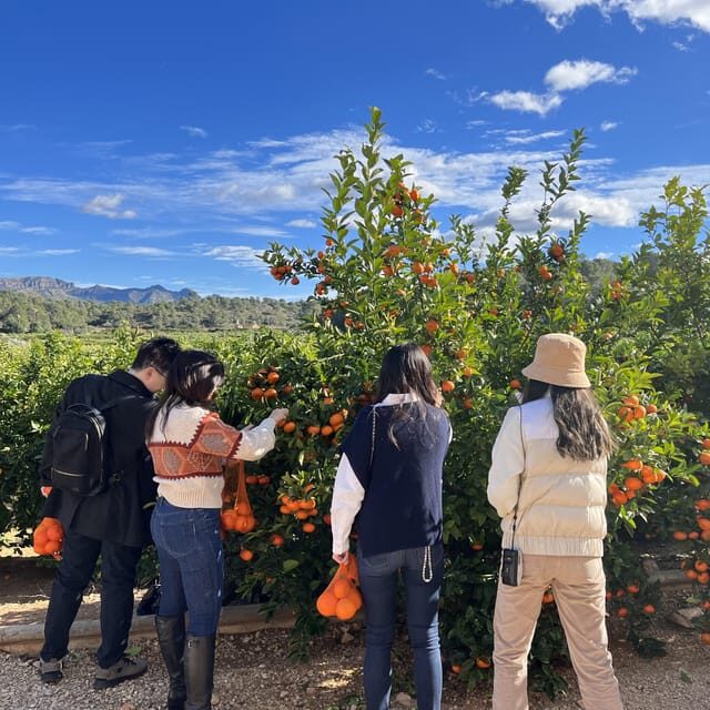 Citrus Treasures: Exploring Valencia's Orange Grove - The Sum Up