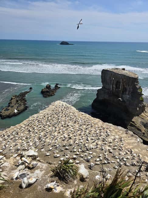 City & Coast & Country  A Relaxed Day Tour from Auckland - Key Points