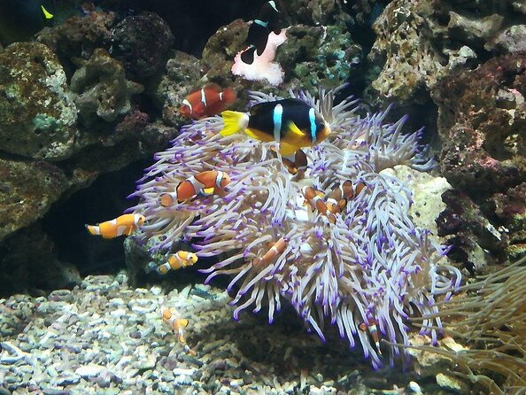 City Sightseeing Livorno Hop-On Hop-Off Bus Tour - Key Points