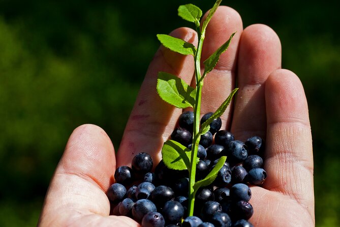 City Tour and Tasting of Craft Beers Ciders and Cheeses - Customer Reviews and Experiences