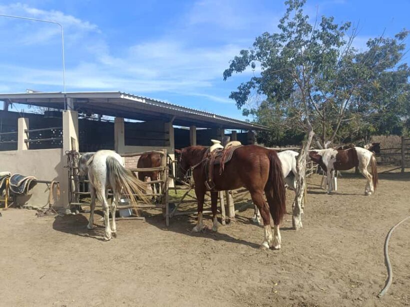 City Tour & Beach Club All Inclusive HorseBack Ride Sports - Who Will Love This Tour?