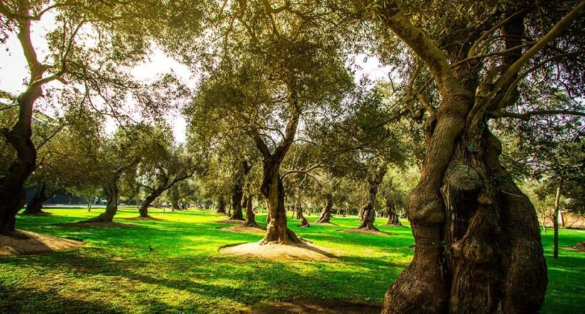 City Tour Colonial and Modern Lima for 5 Hours - FAQs