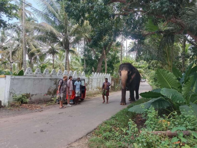 City Tour: Discover Aluthgama with Thrilling Adventures - The Experience and the Critics’ Perspective