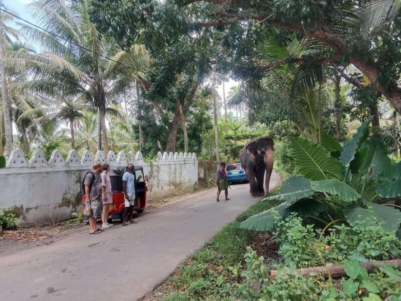 City Tour: Discover Aluthgama with Thrilling Adventures - The Sum Up