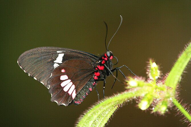 City tour express; butterfly, tequila, and beach an ecological day - FAQ