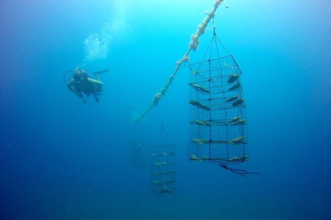 Civa Fiji Pearls Boutique Pearl Farm Tour Experience - A Closer Look: What to Expect from the Tour