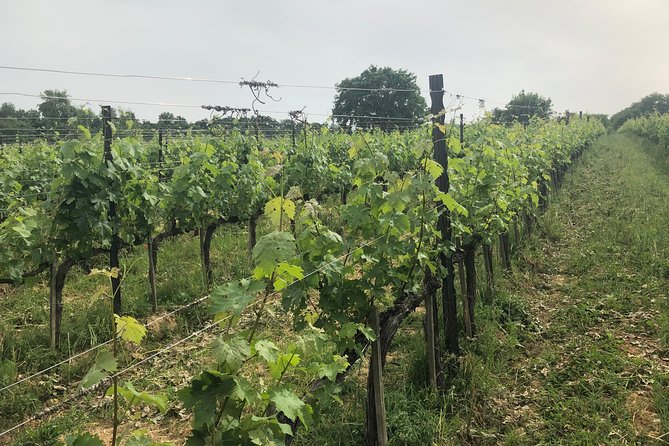 Civita di Bagnoregio, Orvieto, Montepulciano Wine Tasting Private Tour from Rome - FAQ