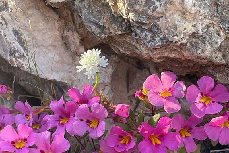 Claremont: California Botanic Garden Half Day Tour - An In-Depth Look at the California Botanic Garden Tour