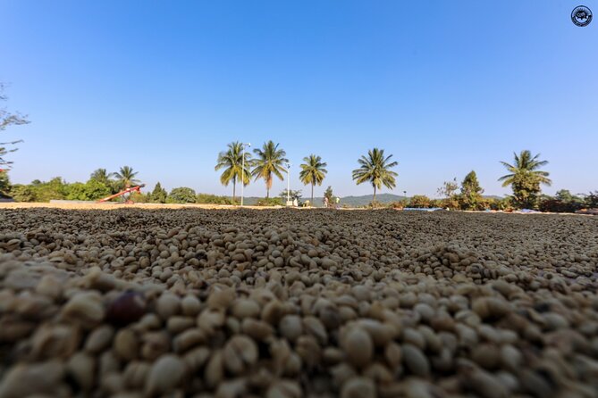 Classic Coorg Coffee Plantation experience - Key Points