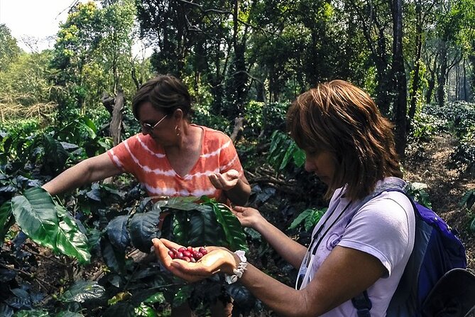 Classic Coorg Coffee Plantation experience - Who Will Love This Tour?