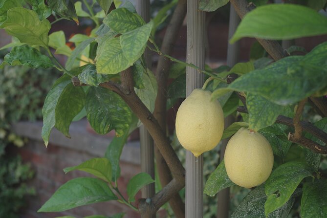 Classic Private Wine Tasting in Castagnole Delle Lanze - Highlights From Guest Reviews