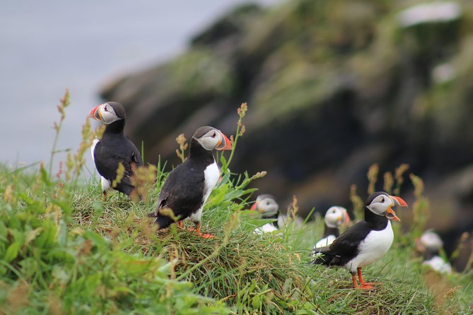 Classic Puffin Watching Cruise From Downtown Reykjavík - Key Points
