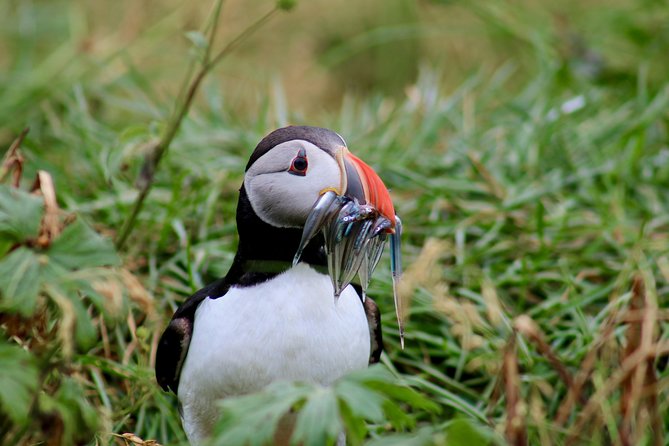 Classic Puffin Watching Cruise From Downtown Reykjavík - Birdwatching Experience and Wildlife