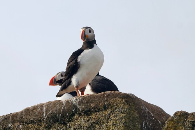 Classic Puffin Watching Cruise From Downtown Reykjavík - Guided Tour and Equipment Provided