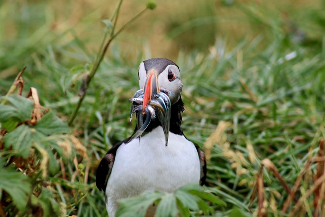 Classic Puffin Watching Cruise From Downtown Reykjavík - Photography Tips and Opportunities