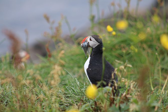 Classic Puffin Watching Cruise From Downtown Reykjavík - Cancellation Policy and Additional Information