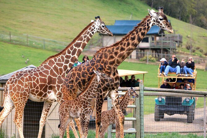 Classic Safari Adventure at Safari West - An In-Depth Look at the Safari West Experience