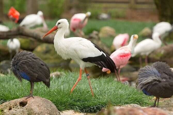 Classic Safari Adventure at Safari West - FAQ