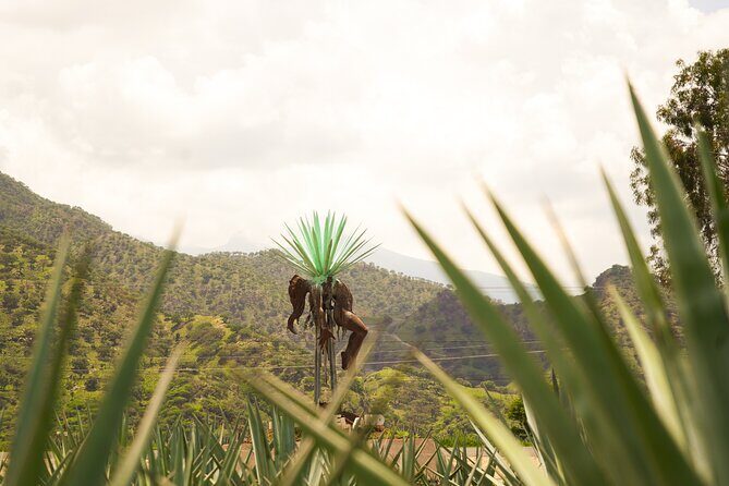 Classic Tequila Tour and CANTARITOS EL GÜERO - The Real Value in This Tour