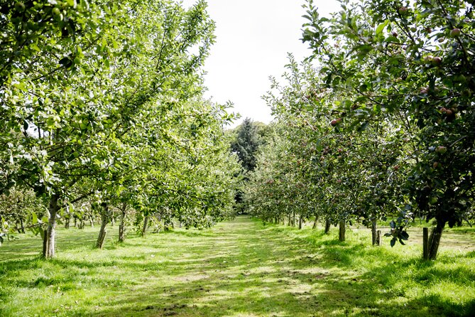 Classic Vineyard Distillery Tour and Tasting Experience in Jersey - Key Points