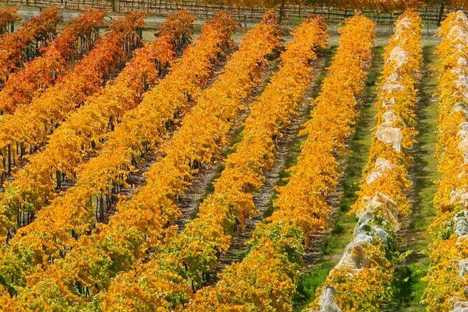 Classic Wanaka Wine Tour - The Itinerary Breakdown