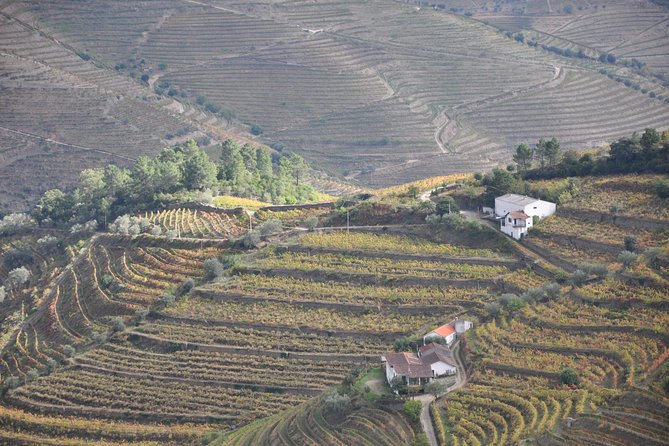 Classic Wine Tasting With GUIDED TOUR - Traveler Testimonials and Reviews