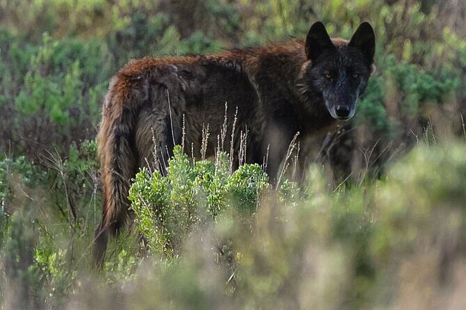 Classic Yellowstone National Park Lower Loop Picnic Lunch Tour - Final Thoughts: Who Will Love This Tour?