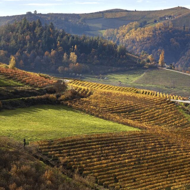 Classical Tasting - Key Points