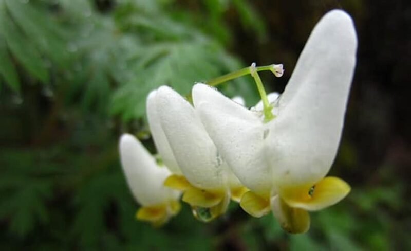 Clayton: Chattooga River Rafting on Class III Rapids - The Sum Up