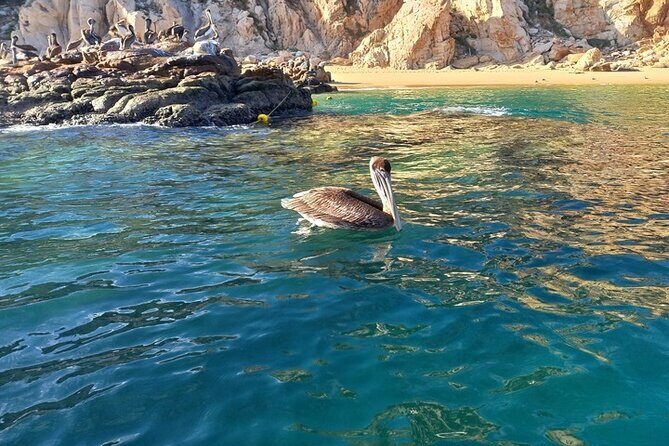 Clear Boat Tour in Cabo San Lucas - Who Will Love This Tour?