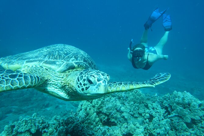 Clear Bottom Kayak and Snorkel Tour at Turtle Town, Makena - What We Think: The Bottom Line for Travelers