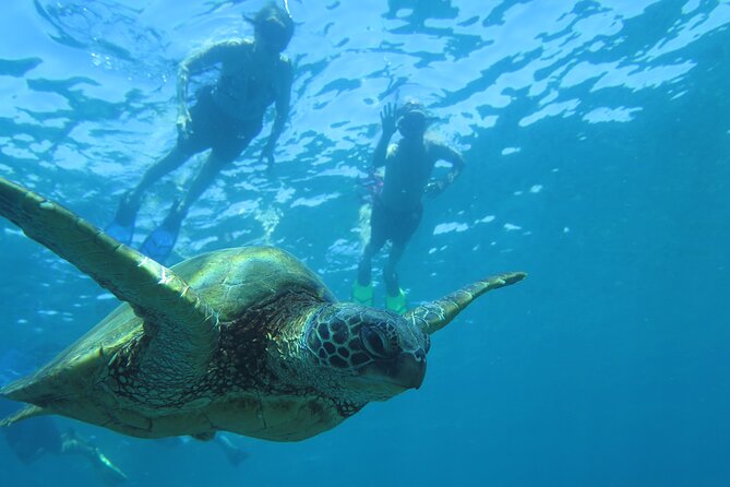 Clear Bottom Kayak and Snorkel Tour at Turtle Town, Makena - FAQs