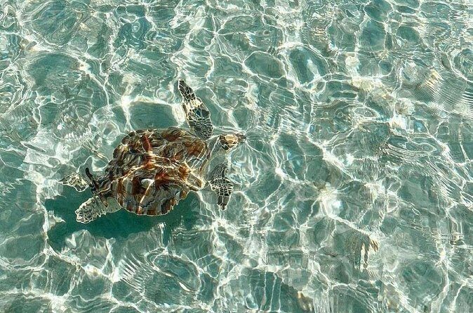 Clear Bottom Kayaks Mangrove and Iguana Tour - Final Thoughts