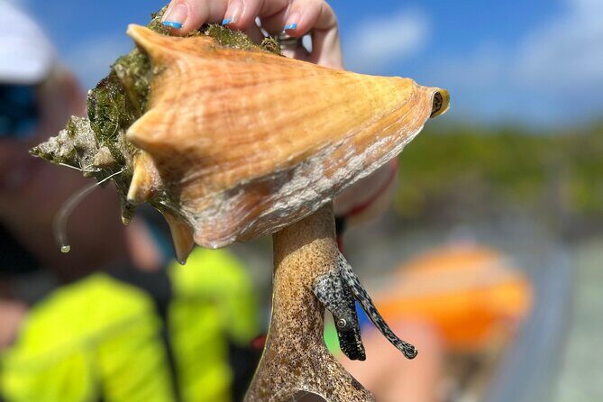 Clear Kayak Eco Tour Explore Mangroves and Meet the Turtles - FAQs