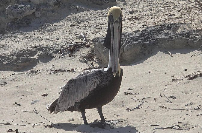 Clear Kayak ECO Tours - FAQ: Your Questions Answered