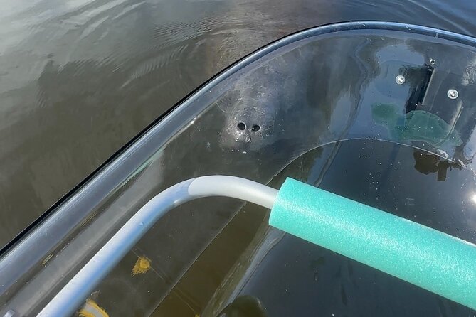 Clear Kayak Ecotour at Robinson Preserve in Bradenton, Florida - An Honest Look at the Clear Kayak Ecotour at Robinson Preserve in Bradenton, Florida