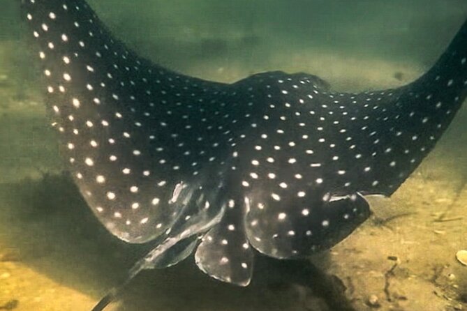 Clear Kayak Ecotour at Robinson Preserve in Bradenton, Florida - Frequently Asked Questions