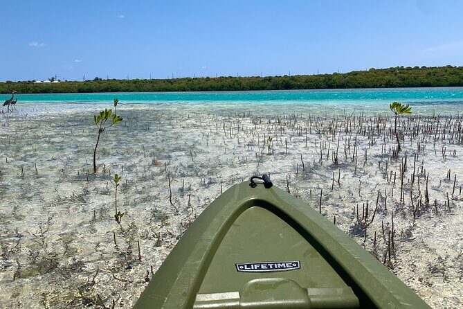 Clear kayak Grand Turk Island Kayak Tour of the mangroves - An Honest Look at the Grand Turk Mangrove Kayak Tour